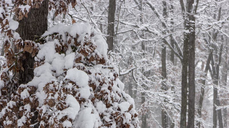 Strange Branches Covered with Snow Background Winter Concept Stock ...