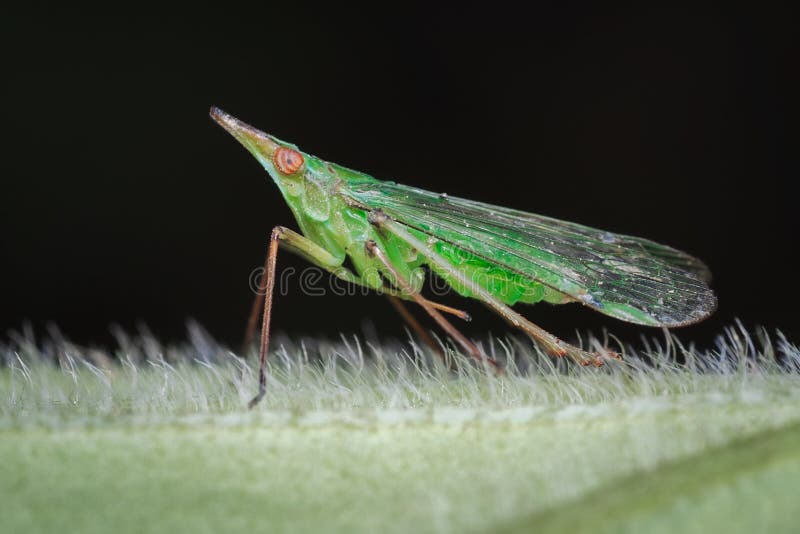 Strange Bug on a Hairy Leaf Stock Image - Image of animal, environment ...