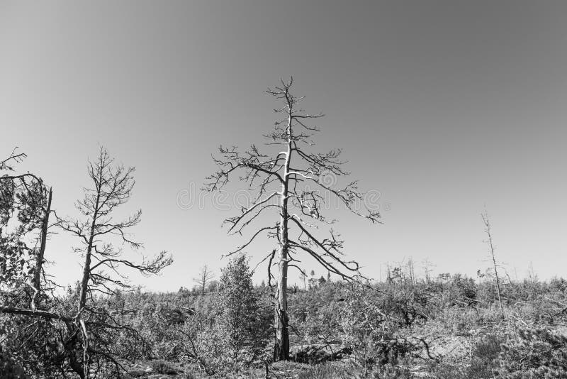 After Forest Fire. Black and White Stock Photo - Image of charred ...