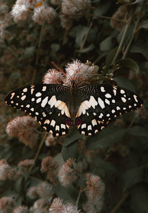A strange butterfly stock image. Image of pattern, invertebrate - 265610307