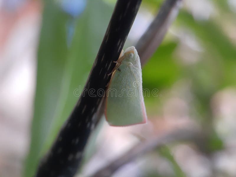 The Strange Butterfly is Green Stock Photo - Image of weird, nature ...