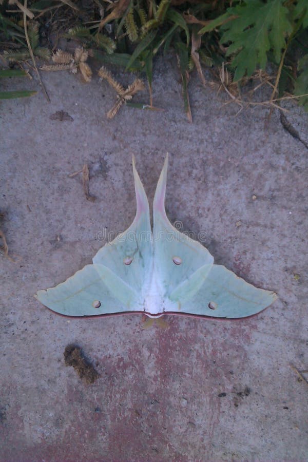 Strange butterfly stock image. Image of butterfly, like - 83358499