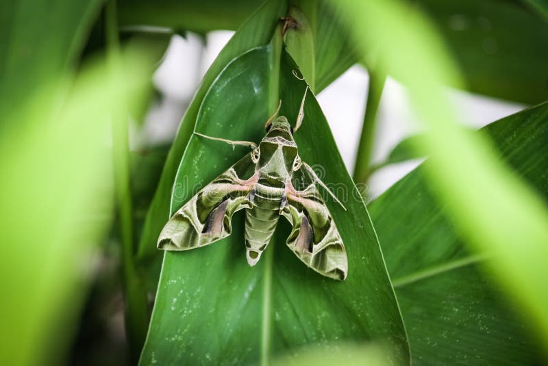Strange butterfly stock photo. Image of beauty, nature - 133734968
