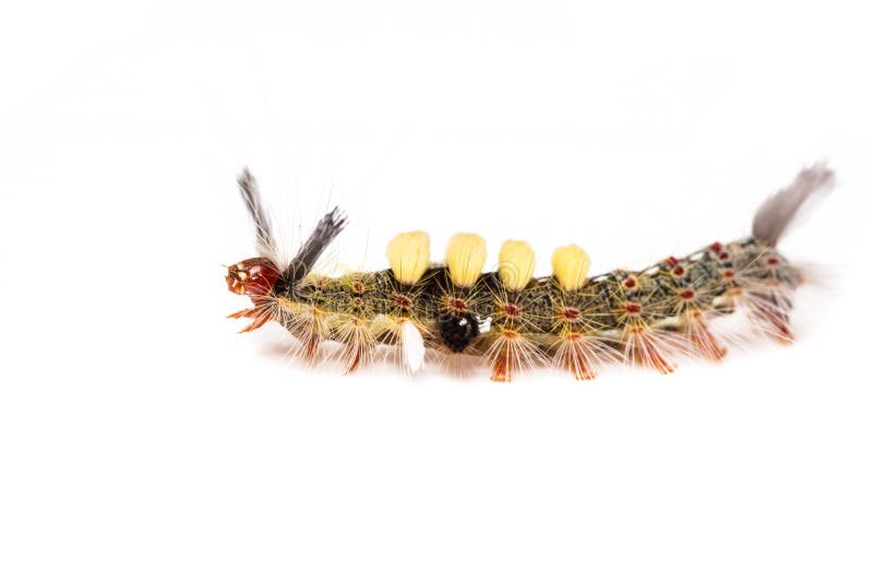 Strange caterpillar stock photo. Image of creature, closeup - 28385976