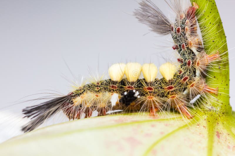 Strange caterpillar stock photo. Image of metamorphosis - 28386002