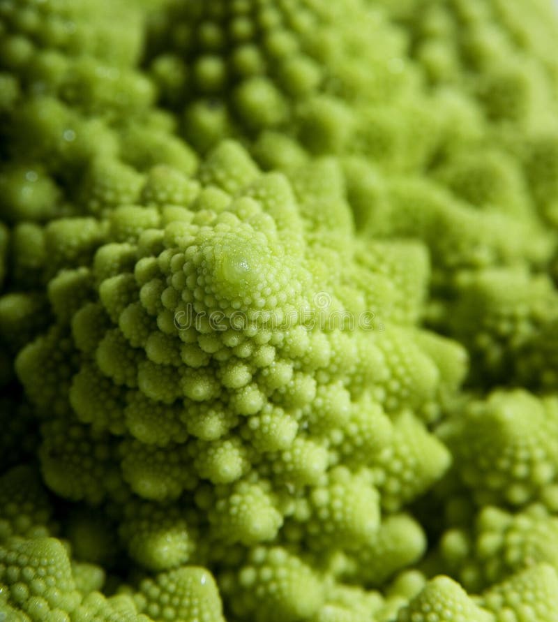 1,682 Fractal Broccoli Stock Photos - Free & Royalty-Free Stock Photos ...