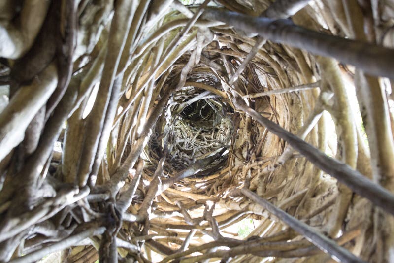 Strange Cave Tree Inside View Stock Photo - Image of tradition, strange ...