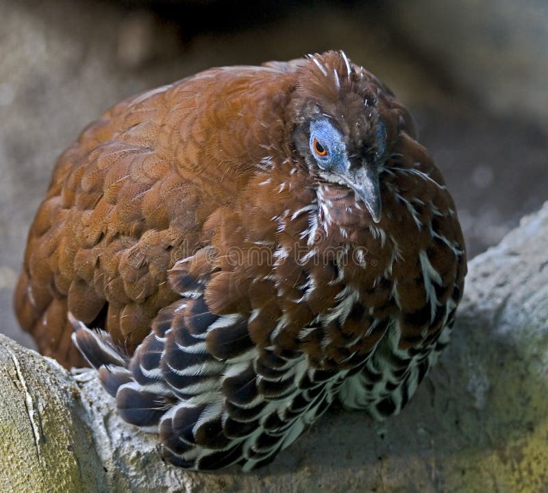Strange chicken 2 stock photo. Image of decorative, beak - 21773938