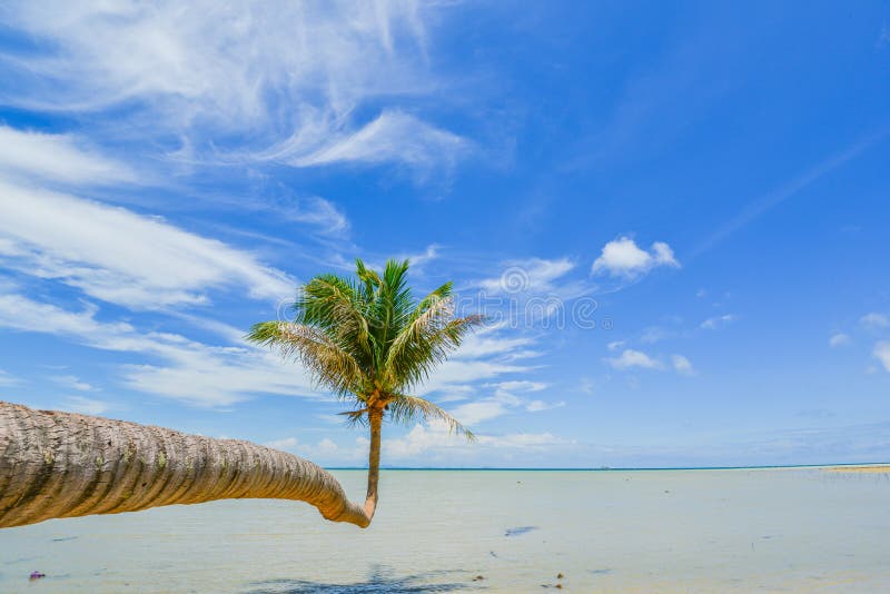 Strange coconut tree stock photo. Image of horizon, clouds - 58575576