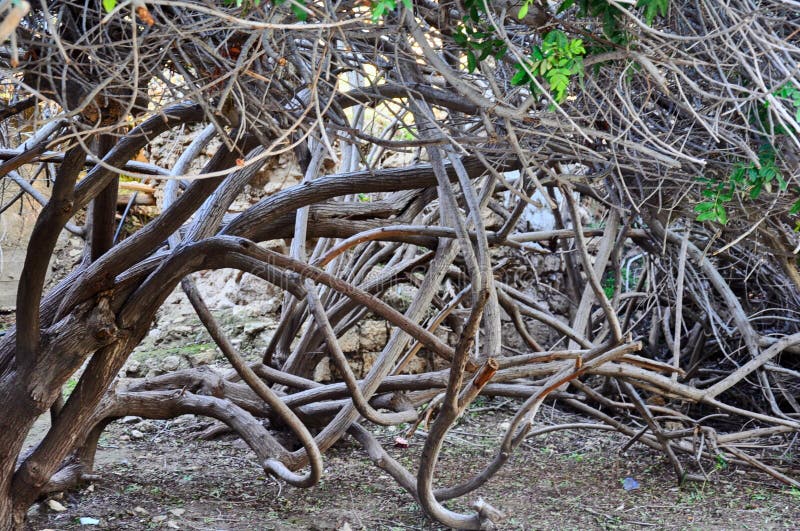 Curved tree branches stock photo. Image of summer, beauty - 92772274