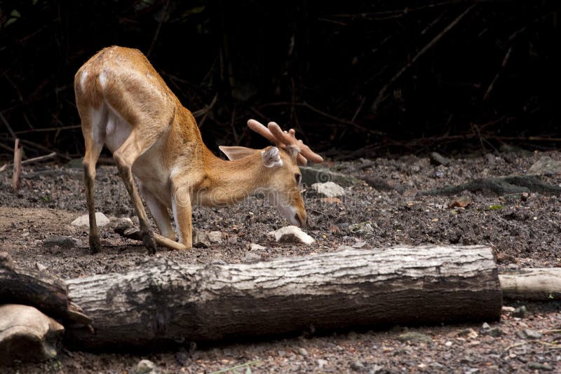 Strange Deer_usit zoo stock image. Image of park, dusit - 7652391