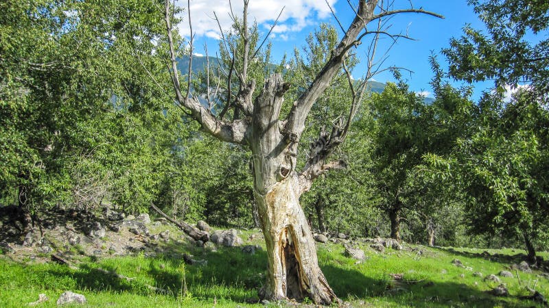 Strange Dry Tree with Branches Spaced in Different Directions Stock ...