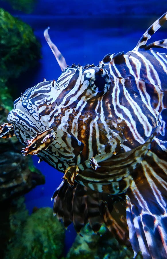 Strange and Exotic Devil Firefish or Lionfish in the Water Stock Photo ...