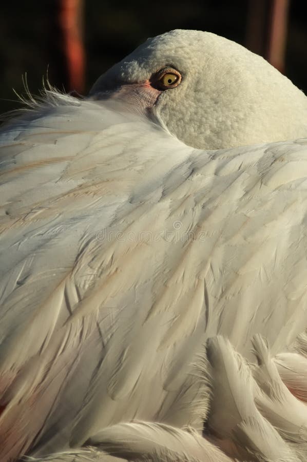 Strange face stock photo. Image of feathers, pink, stare - 11762514