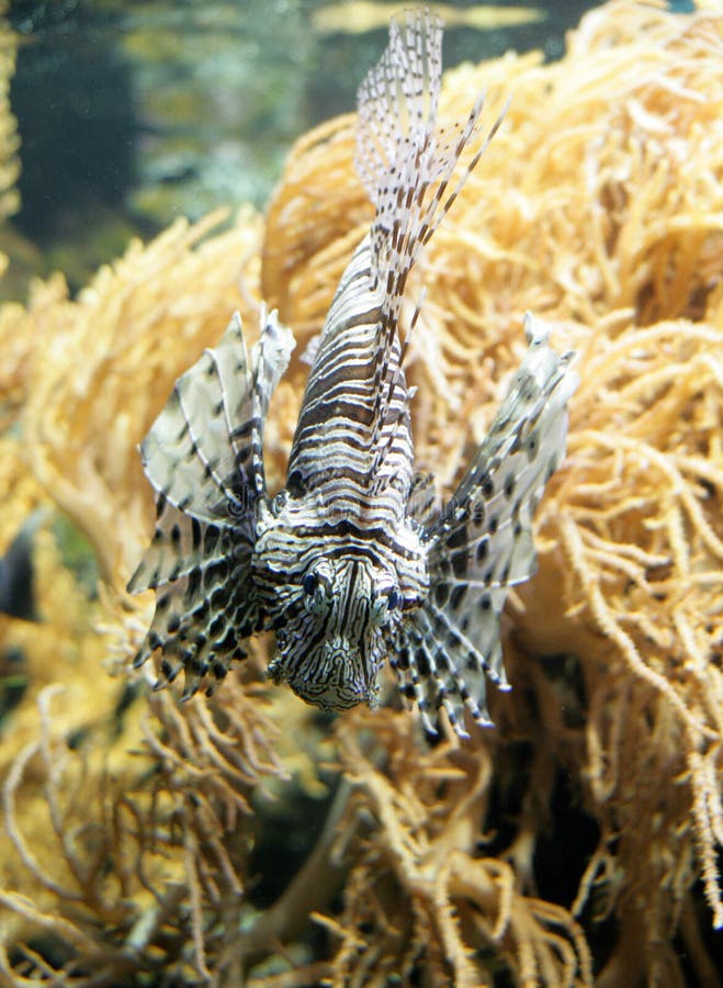 Strange fish 1 stock photo. Image of aquarium, danger - 1116380