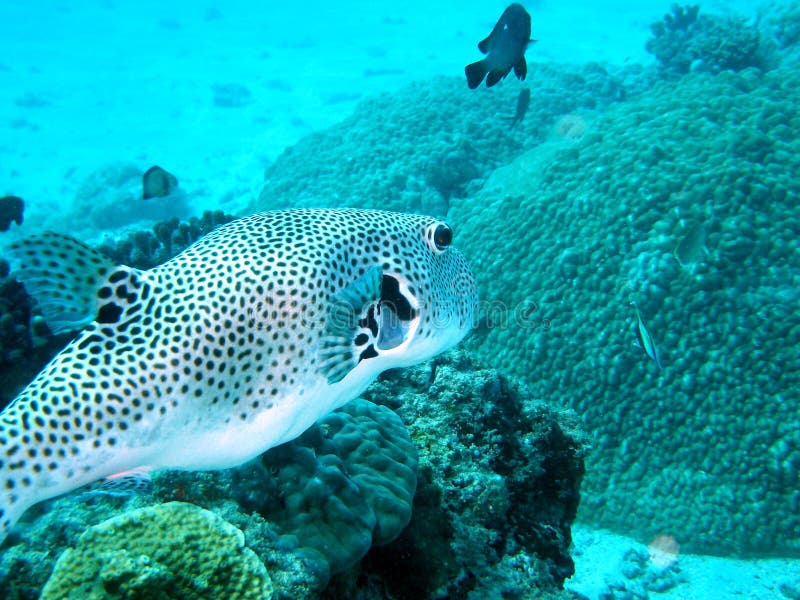 Strange fish stock image. Image of coral, african, blue - 6874257