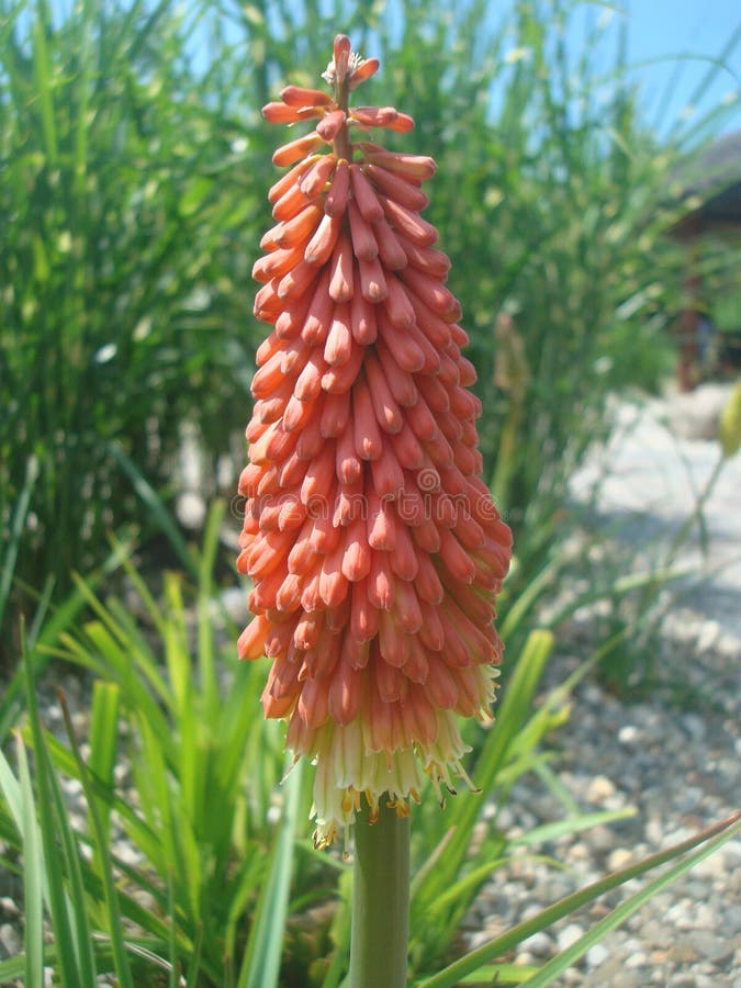 Strange flower stock photo. Image of blossom, stamen - 11715182