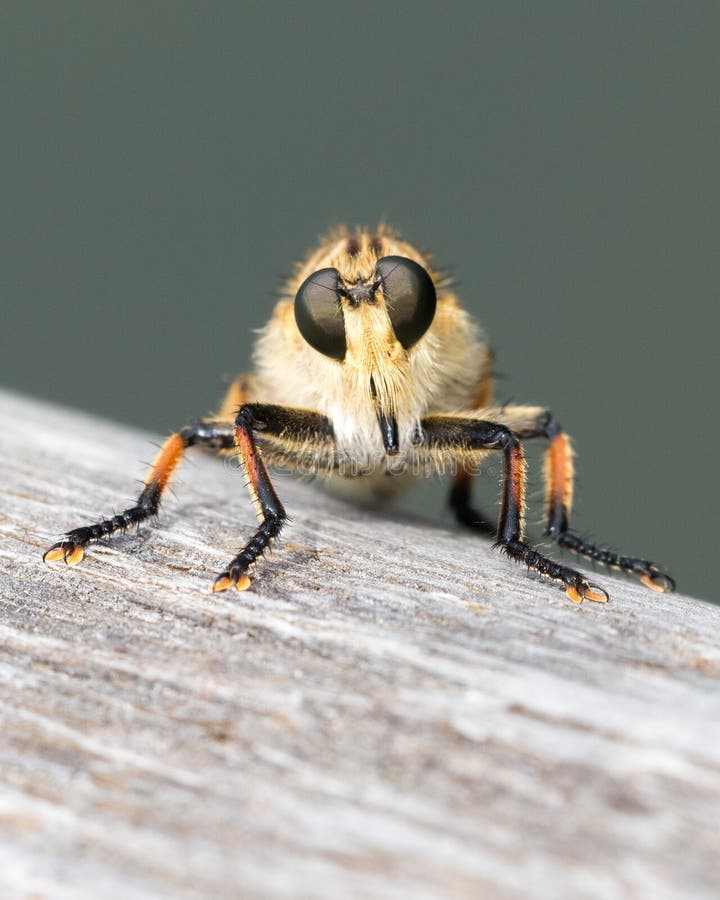 Strange Fly - Face off! stock photo. Image of strange - 31762850