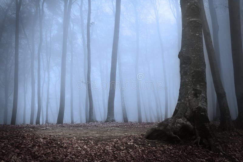 Strange forest in blue fog stock photo. Image of light - 47069420