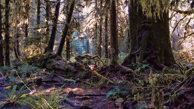 A Strange Forest stock photo. Image of america, rainforest - 62160796