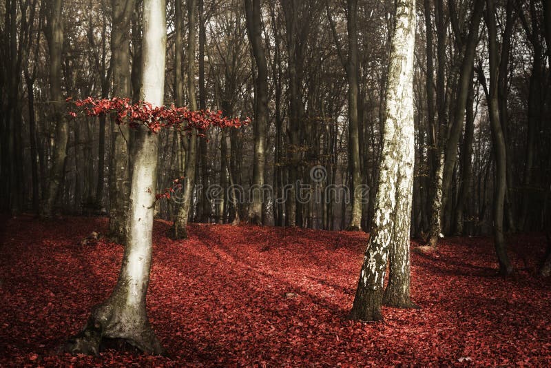 Strange Forest with Red Leaves Stock Photo - Image of fearing, coming ...