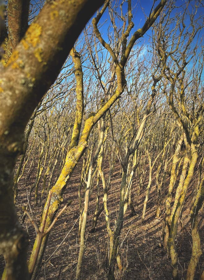 Strange forest stock photo. Image of netherlands, forest - 243710854