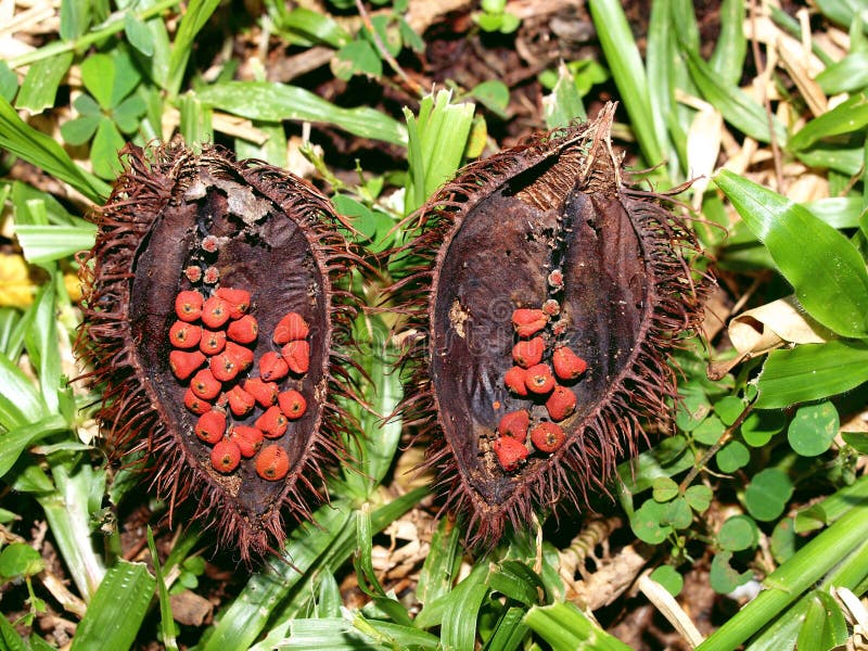 Strange Fruit of a Tropical Tree, Vietnam Stock Photo - Image of tree ...