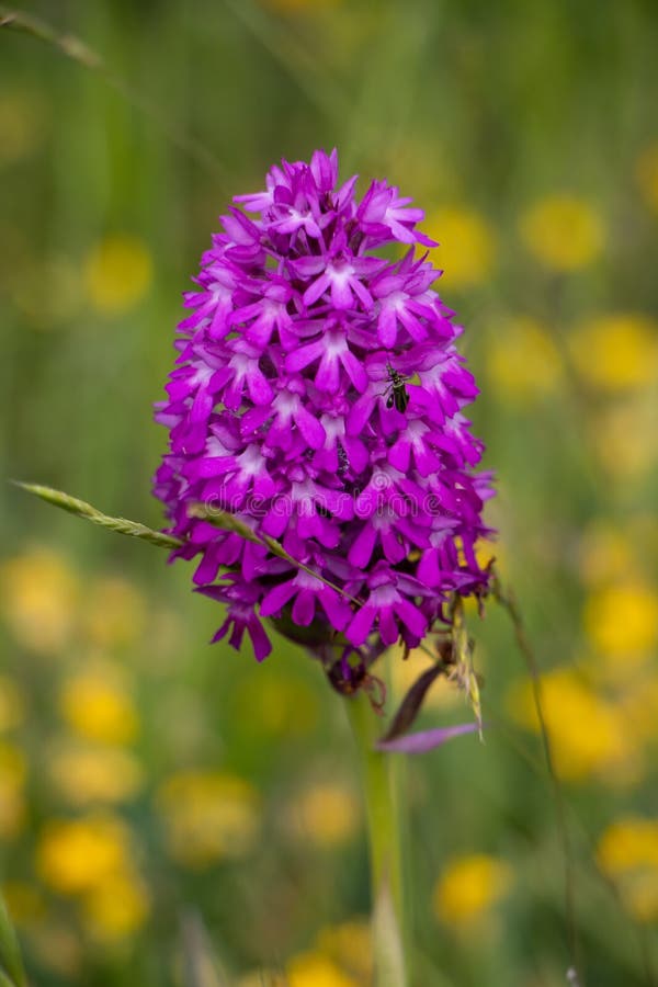 Strange Fuchsia Flower with a Bug on One of Its Leaves Stock Photo ...