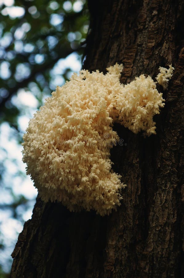 Strange Fungus stock photo. Image of fungi, nature, growth - 26485742