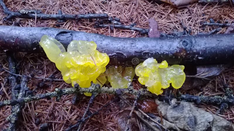 Strange Fungus stock photo. Image of fungi, nature, growth - 26485742