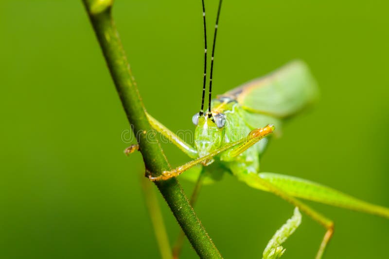 Strange grasshopper stock image. Image of wild, green - 44947827