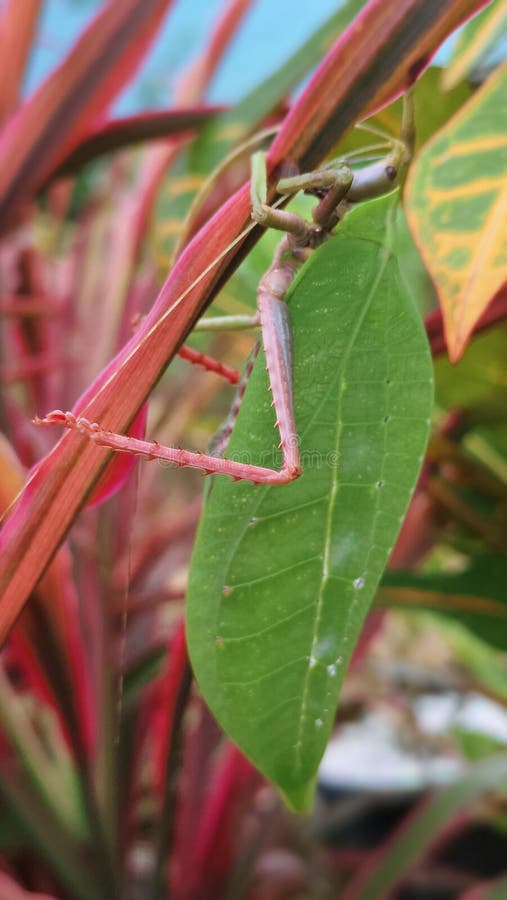 Strange Grasshoppers that Land on Flower Leaves Stock Photo - Image of ...