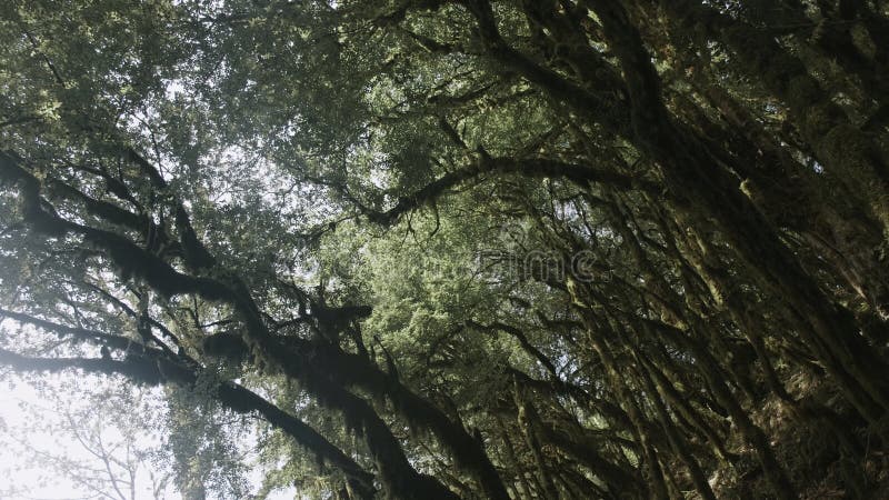 Strange Green Trees. Creative. Green Twisting Tropical Trees with ...