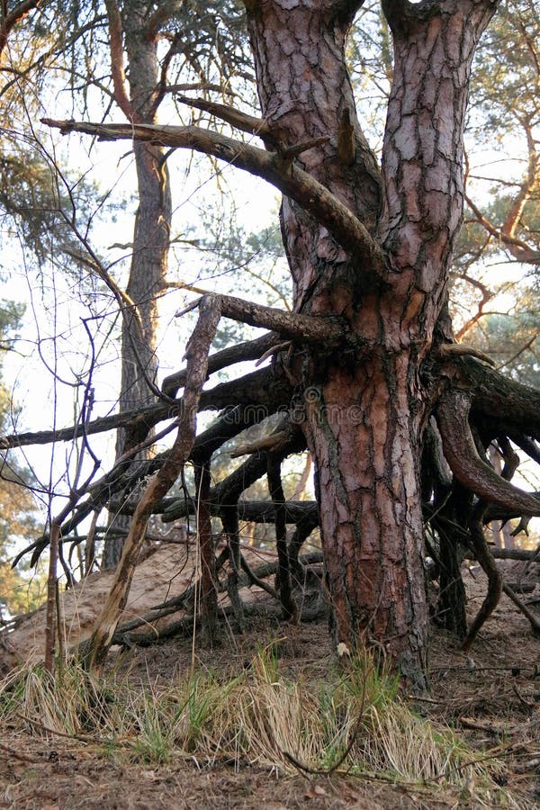Strange Growing Tree Roots Above the Ground Stock Image - Image of ...