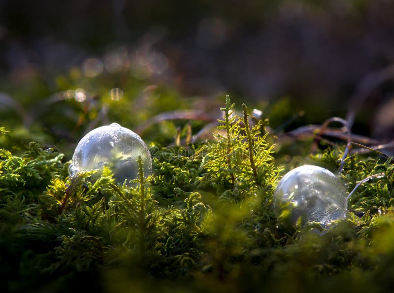 Strange Growth stock photo. Image of double, moss, soap - 81629412