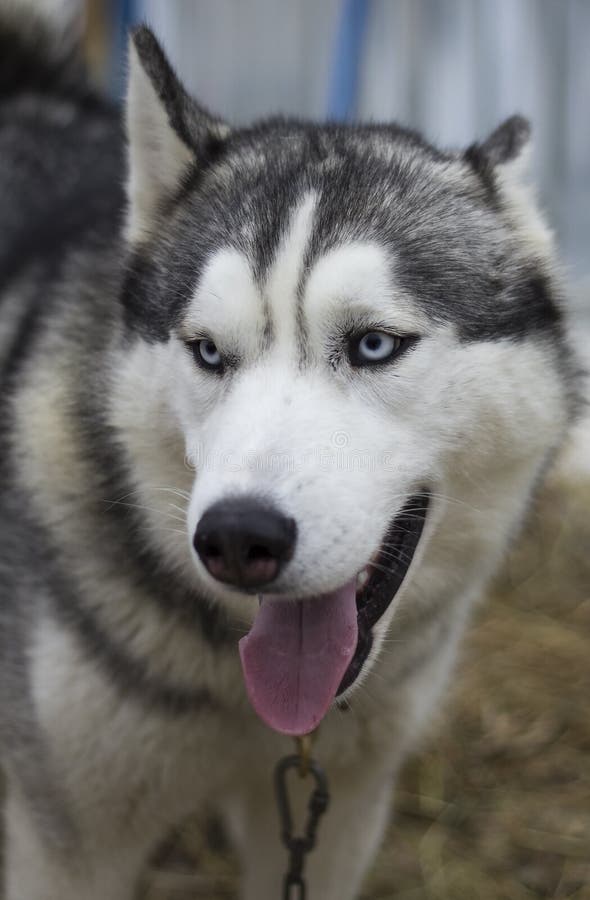 Strange husky stock photo. Image of attention, eyes, listen - 50379354