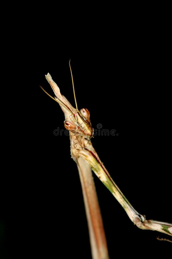 Strange Insect with Devil Face Stock Photo - Image of closeup, devil ...