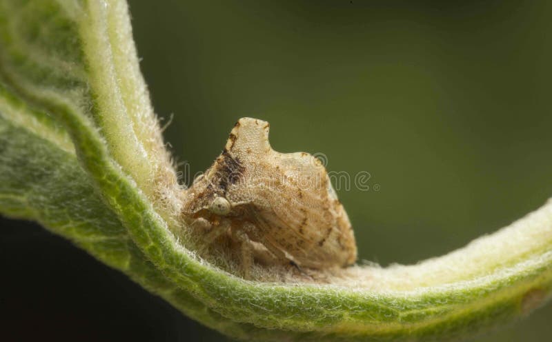 Strange Insect on a Leaf Macro Potho Stock Image - Image of time, plant ...