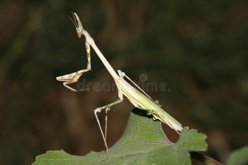Strange Insect Like a Monster Stock Image - Image of creepy, horn ...