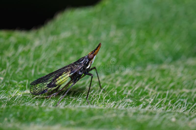 Strange Insect Perched on a Leaf Stock Photo - Image of forest ...