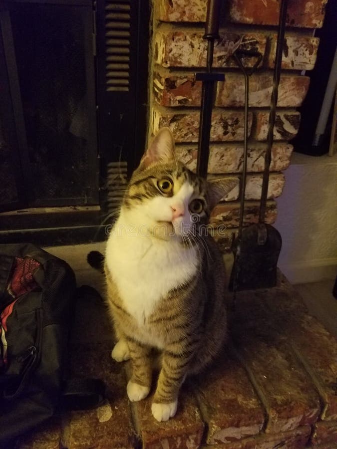 Strange kitty stock image. Image of wired, fireplace - 154732353