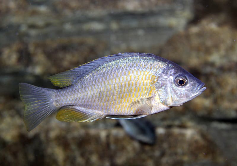 Coloring Life Strange Stock Photos - Free & Royalty-Free Stock Photos ...