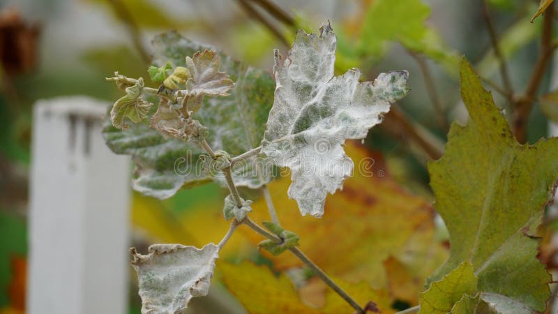 Strange leaves in Mamaia stock image. Image of shrub - 237117623
