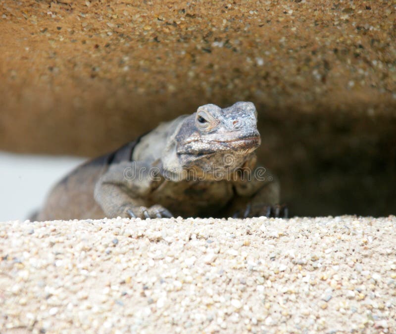 Strange lizard 3 stock image. Image of exotic, terrarium - 1116513
