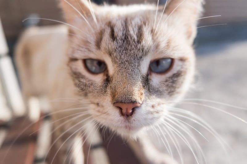 A strange look of a cat stock photo. Image of beautiful - 123148984