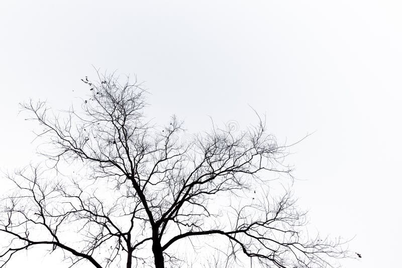 Strange Looking Dead Trees in a Pure Background Stock Image - Image of ...