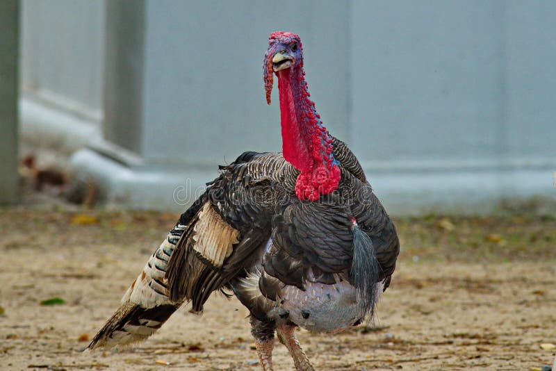 Strange Looking Turkey Bird Stock Image - Image of roost, habitat ...