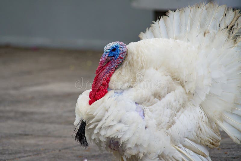 Strange Looking Turkey Bird Stock Image - Image of habitat, sunny ...