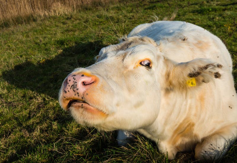 Strange-looking White Cow from Close Stock Image - Image of grimace ...