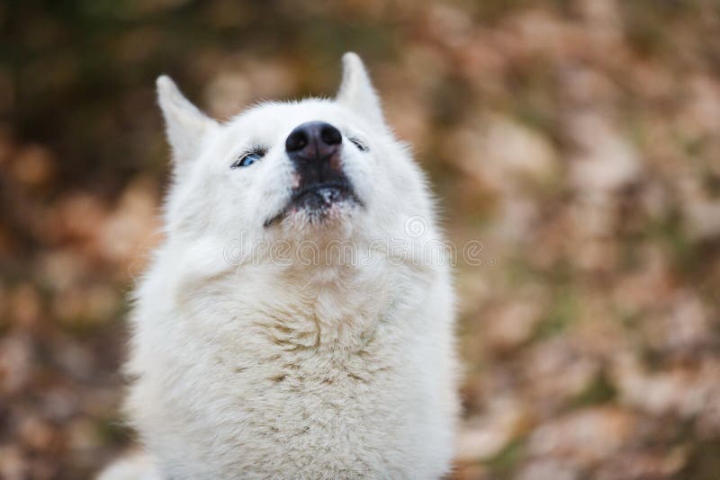 Strange Husky Stock Photos - Free & Royalty-Free Stock Photos from ...
